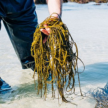 Comment utiliser les algues en cuisine ? Astuces et recettes de cuisine ...