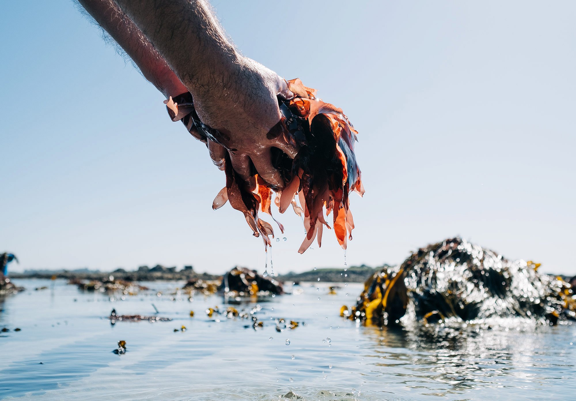 C'est quoi l'algue Dulse ? Comprendre, découvrir et cuisiner belle ...