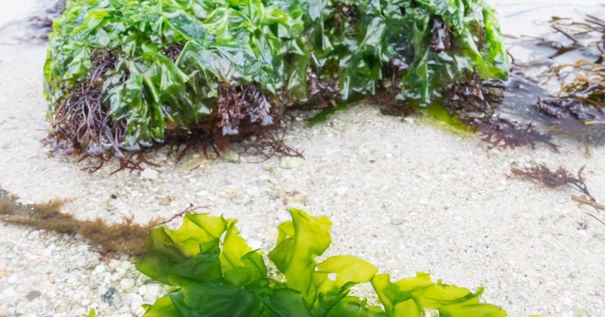 Laitue de Mer Ulva sp. - Produits et recettes d'algues alimentaires bio ...